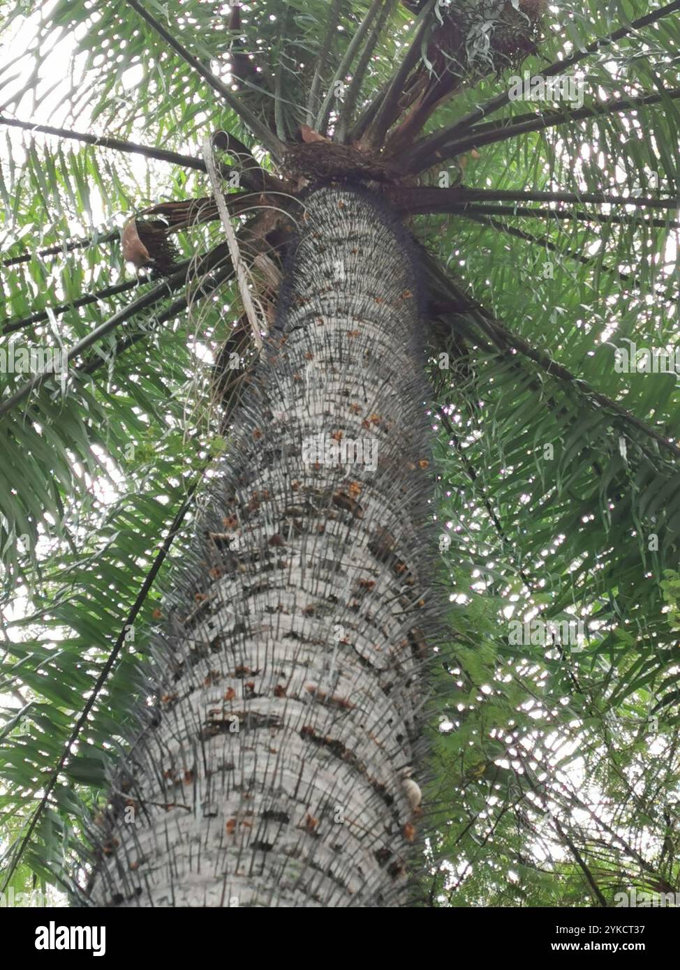 Macaw palm (Acrocomia aculeata Stock Photo - Alamy