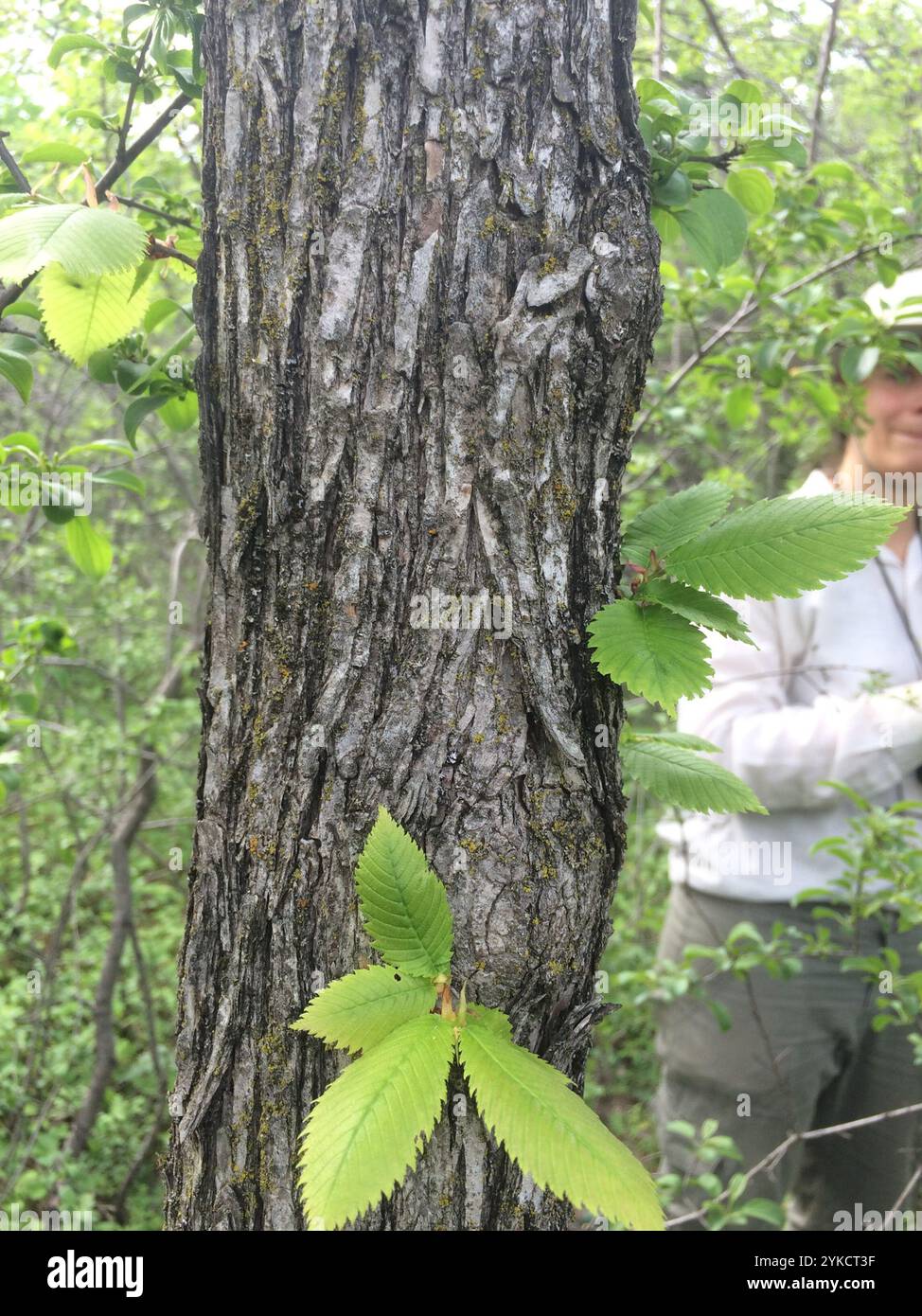 rock elm (Ulmus thomasii Stock Photo - Alamy