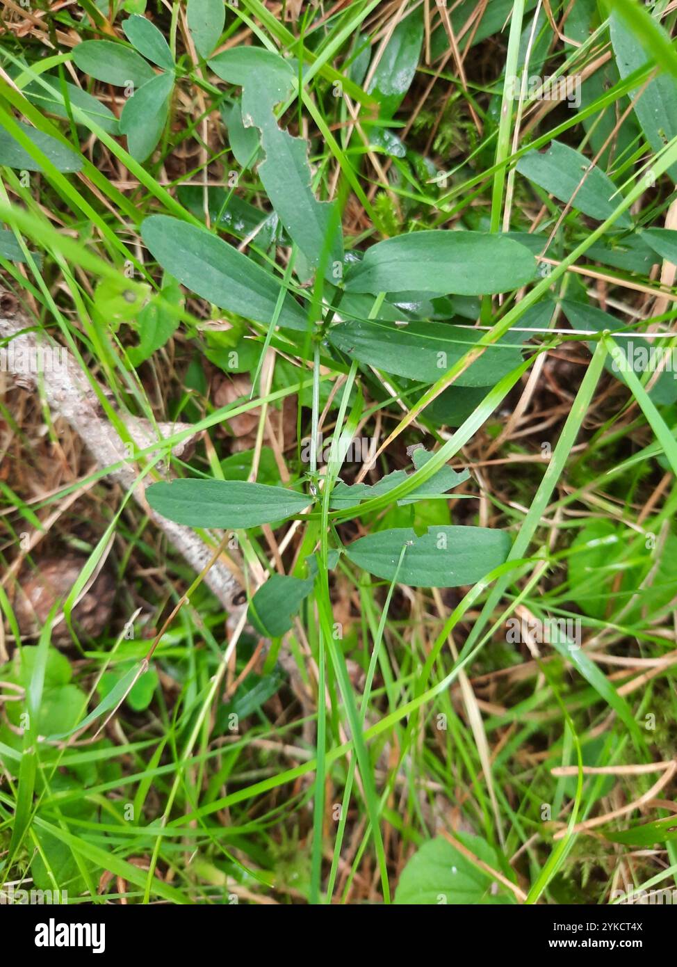 Bitter Vetch (Lathyrus linifolius Stock Photo - Alamy
