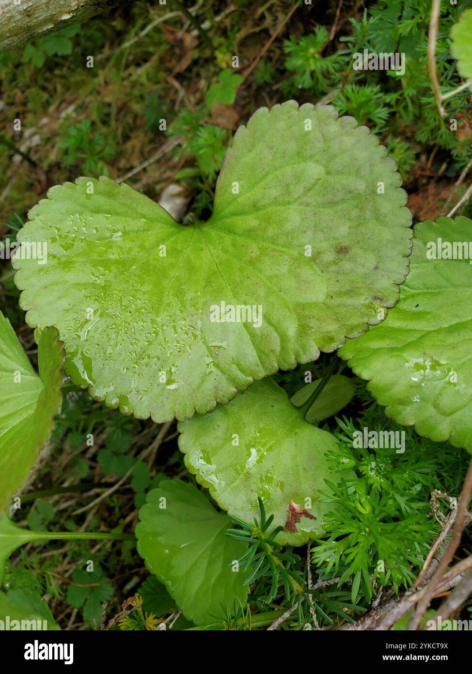 Deer-cabbage (Nephrophyllidium crista-galli Stock Photo - Alamy