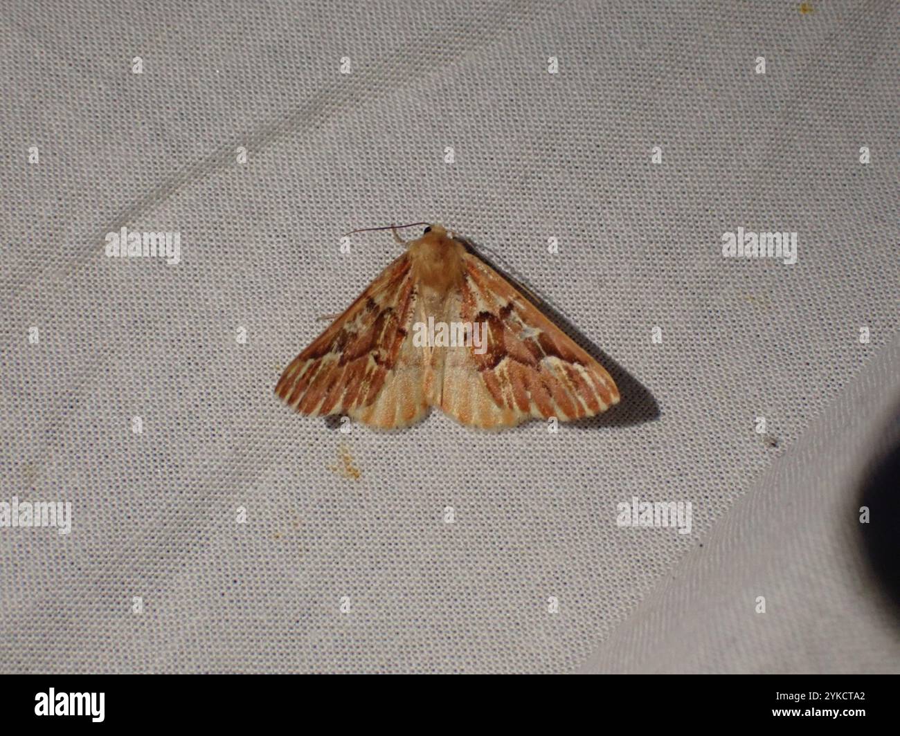 Western Conifer Looper (Caripeta aequaliaria Stock Photo - Alamy