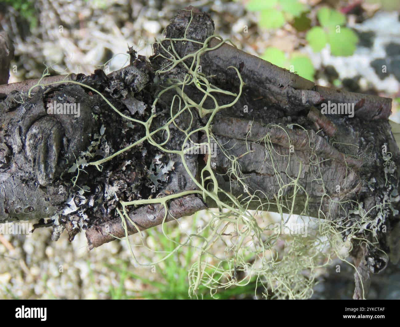 Witch's Hair Lichens (Alectoria Stock Photo - Alamy