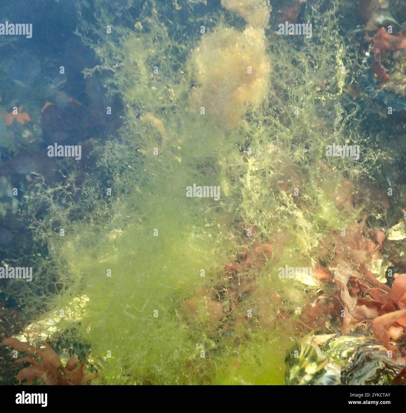 Green Algae Chlorophyta Stock Photo Alamy