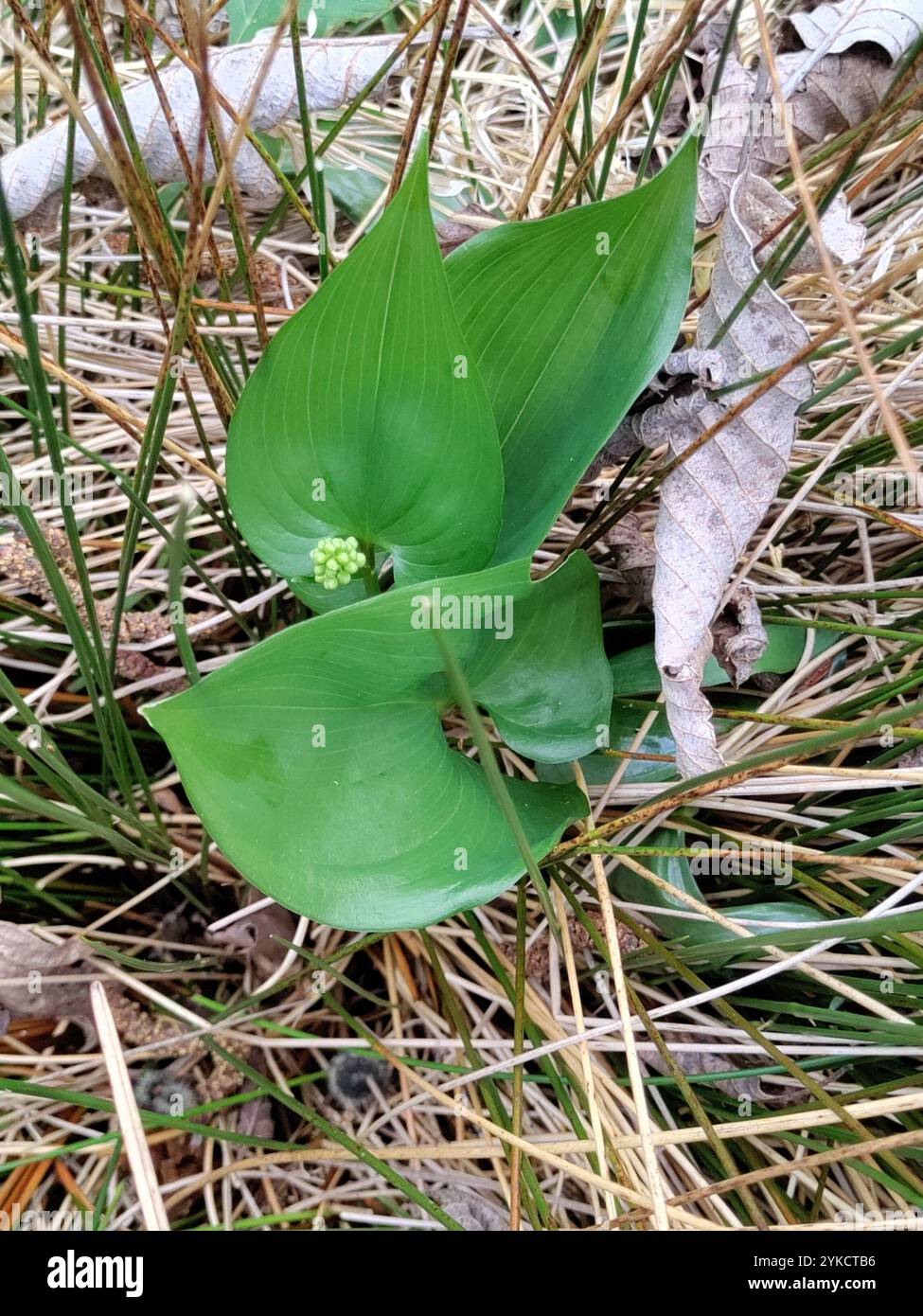 Western Lily of the Valley (Maianthemum dilatatum Stock Photo - Alamy