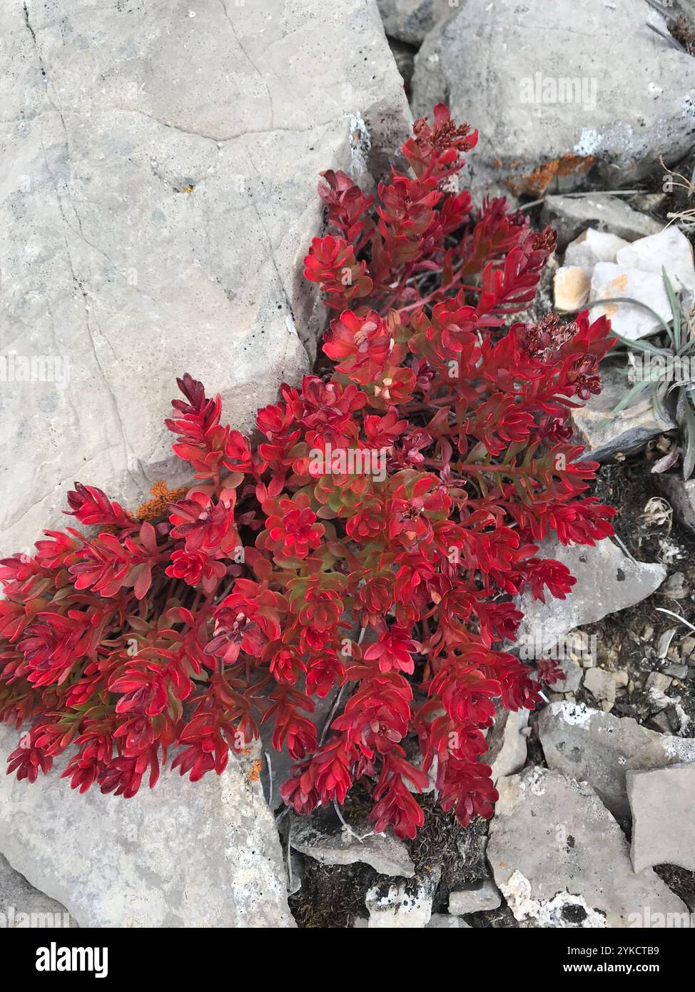 western roseroot (Rhodiola integrifolia Stock Photo - Alamy