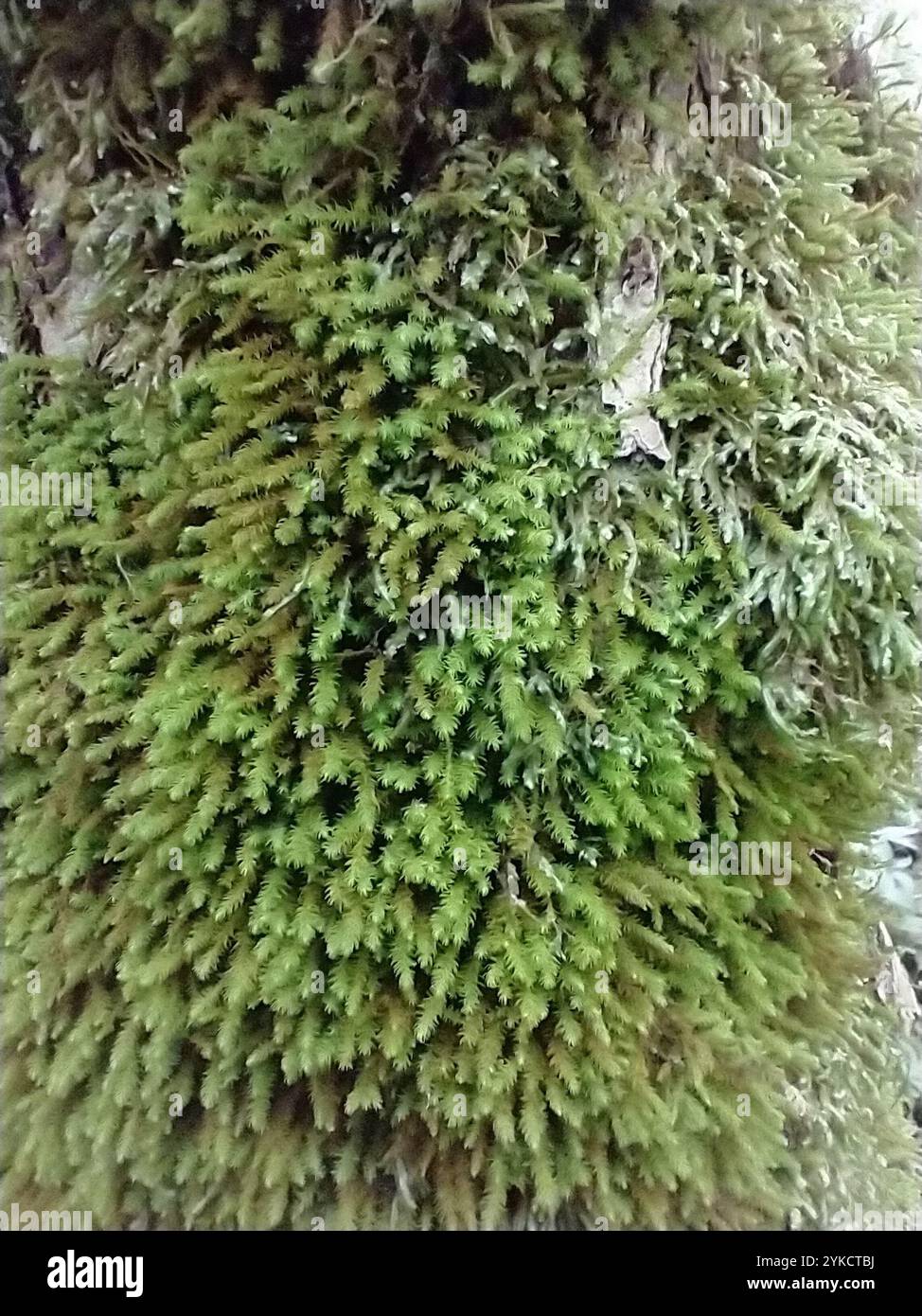 Rambling Tail-moss (Anomodon viticulosus Stock Photo - Alamy