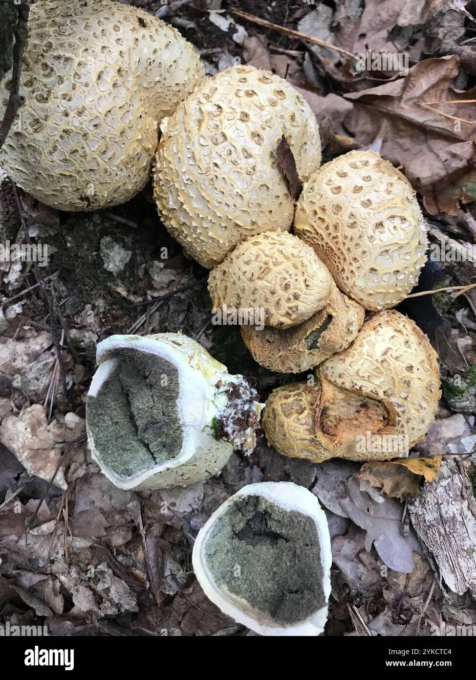 common earthball (Scleroderma citrinum Stock Photo - Alamy