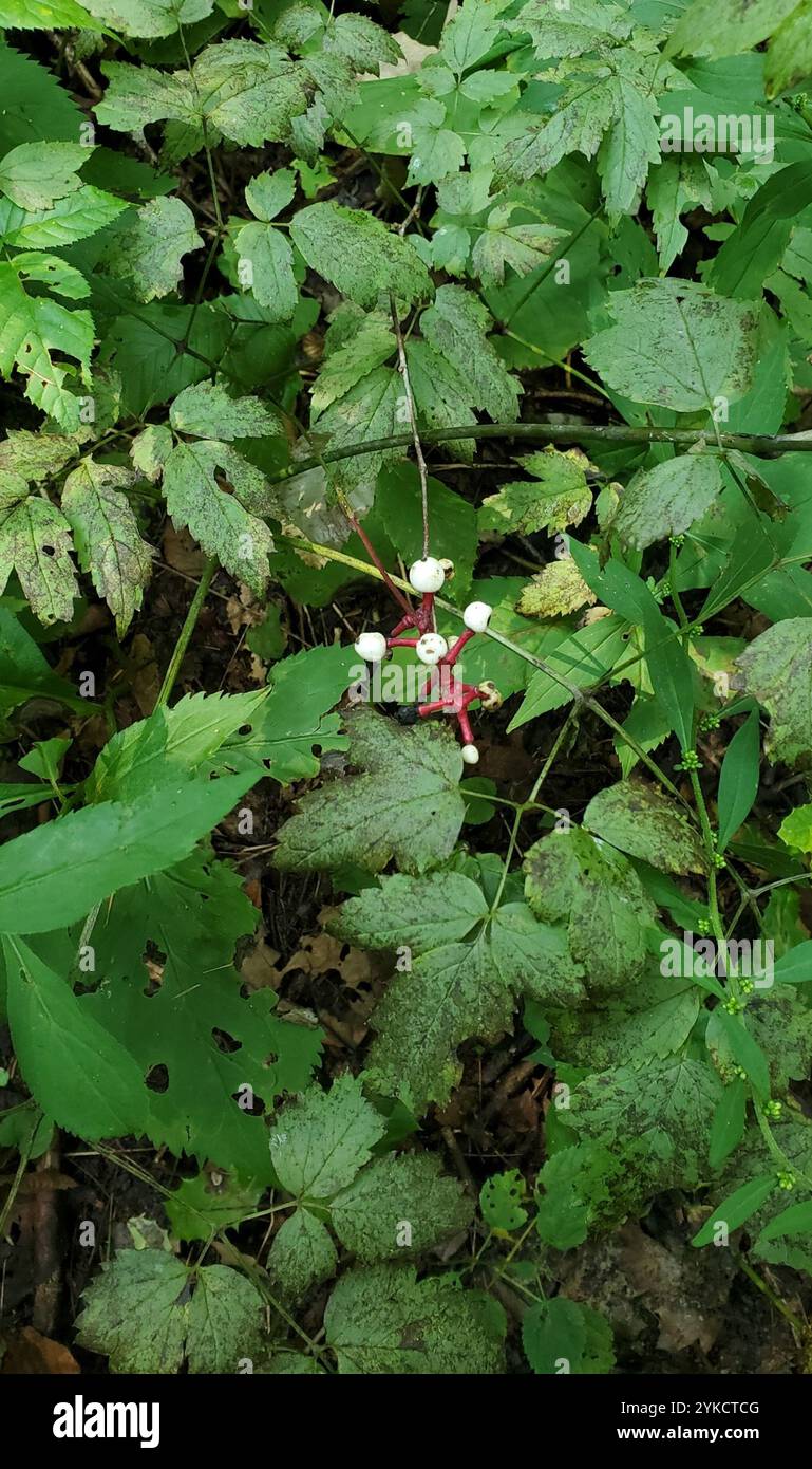 white baneberry (Actaea pachypoda Stock Photo - Alamy