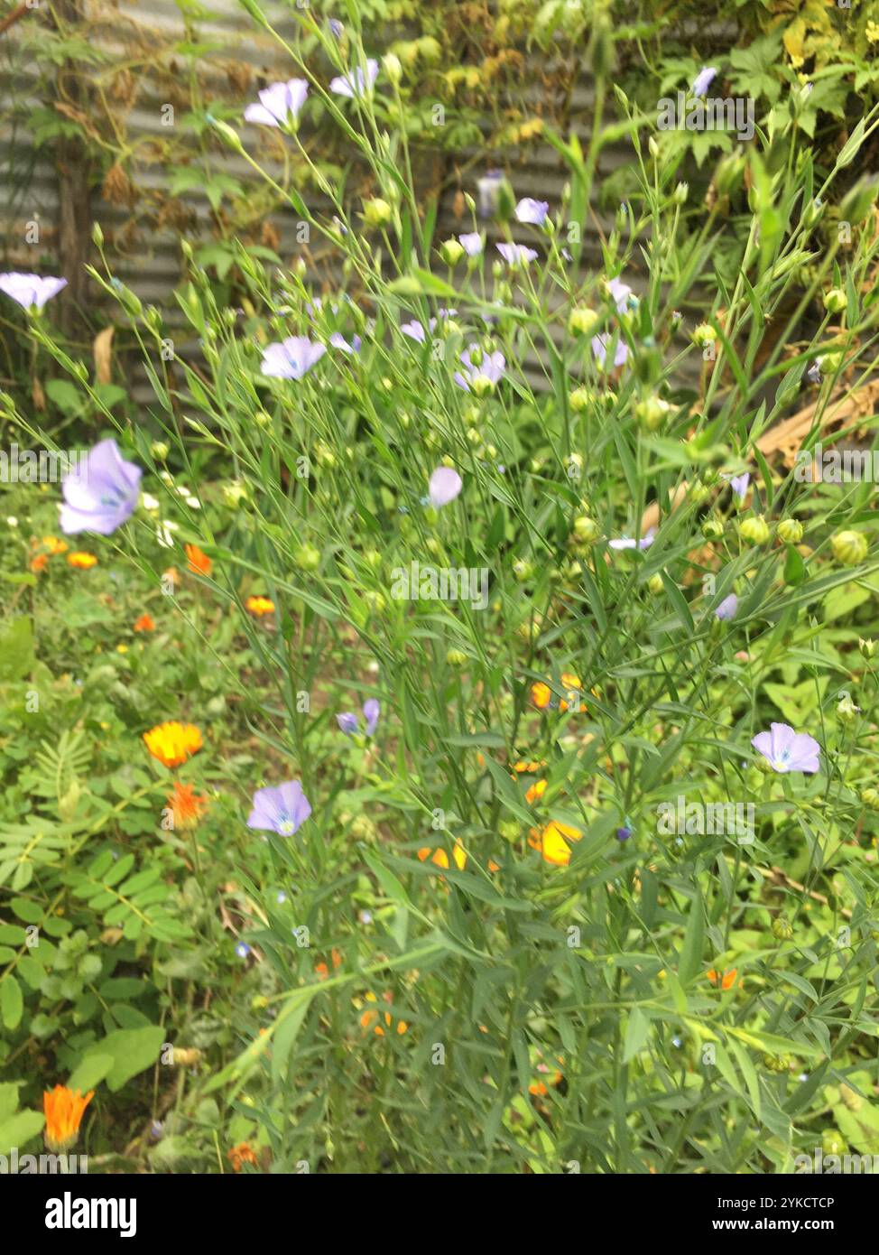 common flax (Linum usitatissimum Stock Photo - Alamy