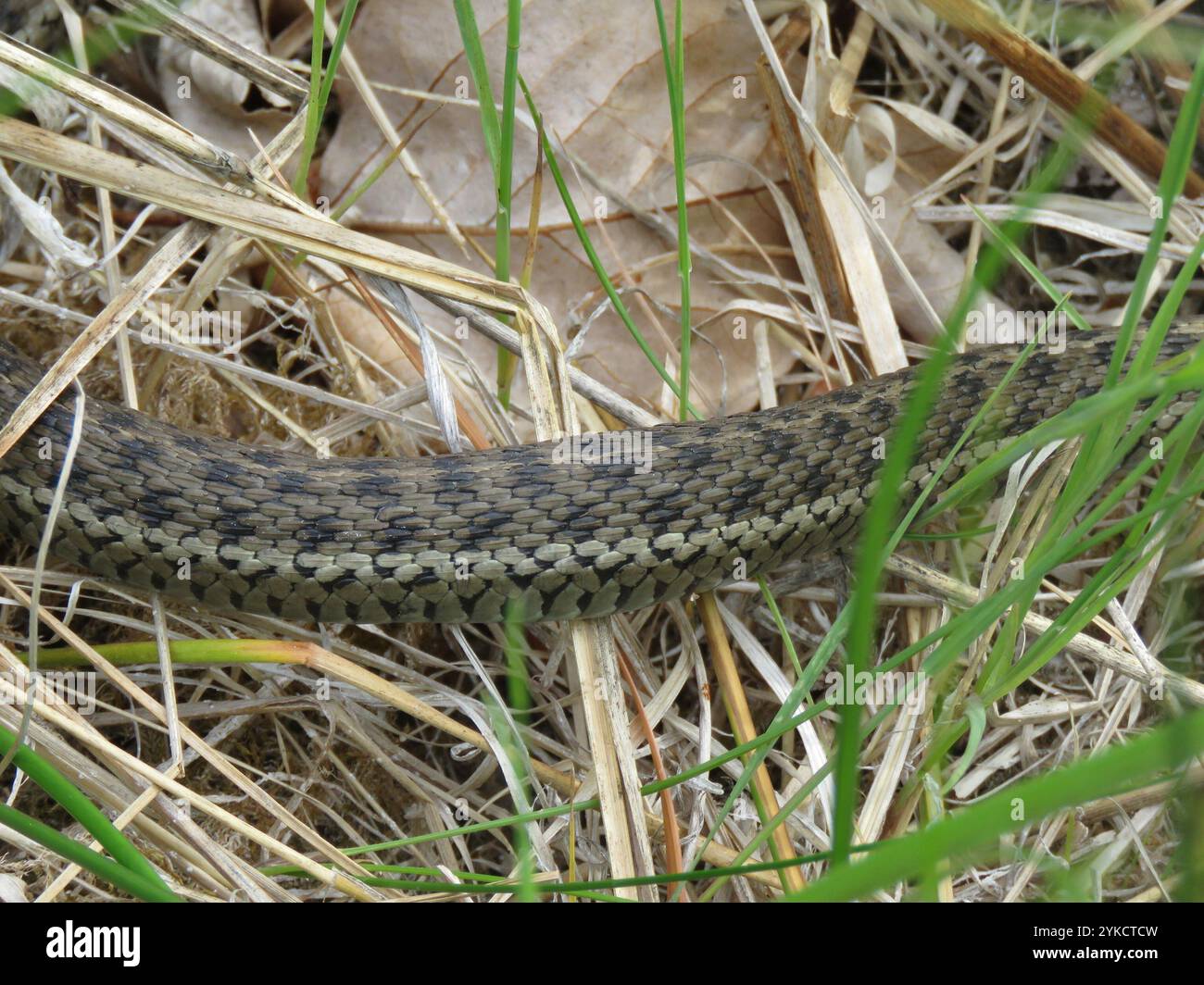 Western Terrestrial Garter Snake (Thamnophis elegans Stock Photo - Alamy