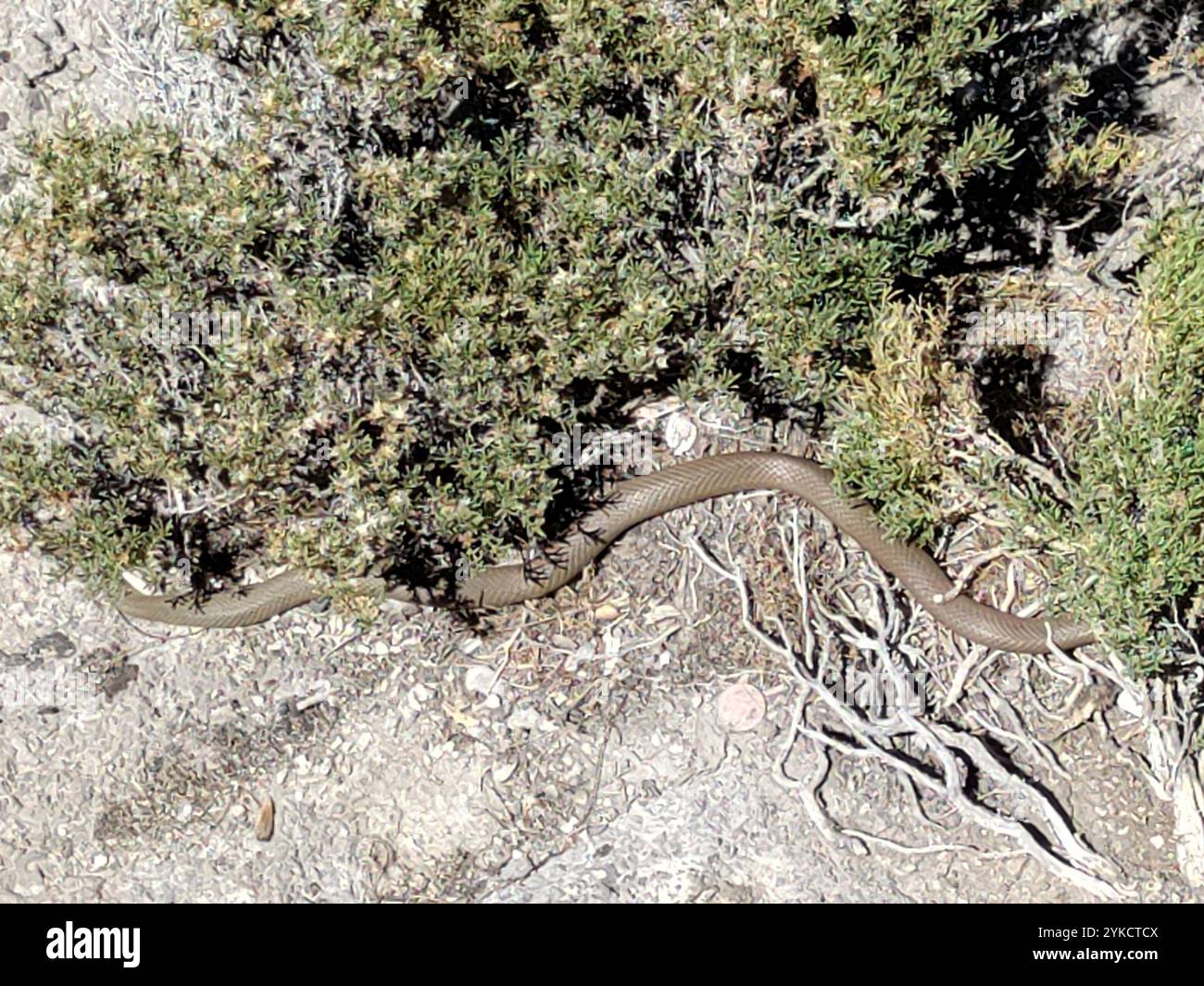Western Yellow-bellied Racer (Coluber constrictor mormon Stock Photo ...