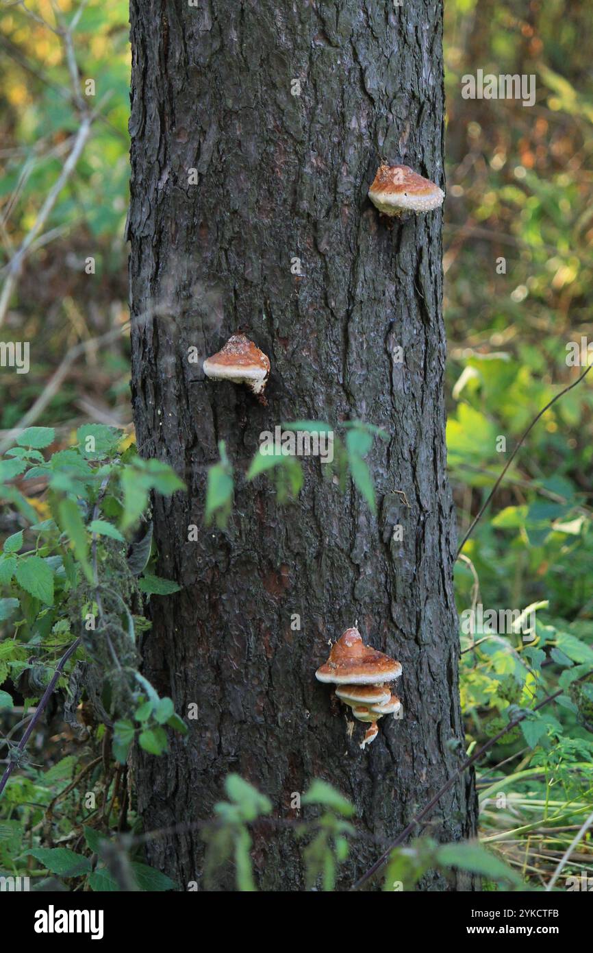 Red-banded Polypore (Fomitopsis pinicola Stock Photo - Alamy