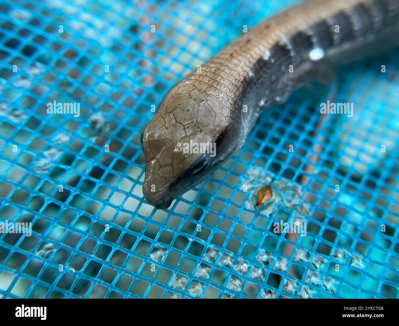 Southern Alligator Lizard (Elgaria multicarinata Stock Photo - Alamy