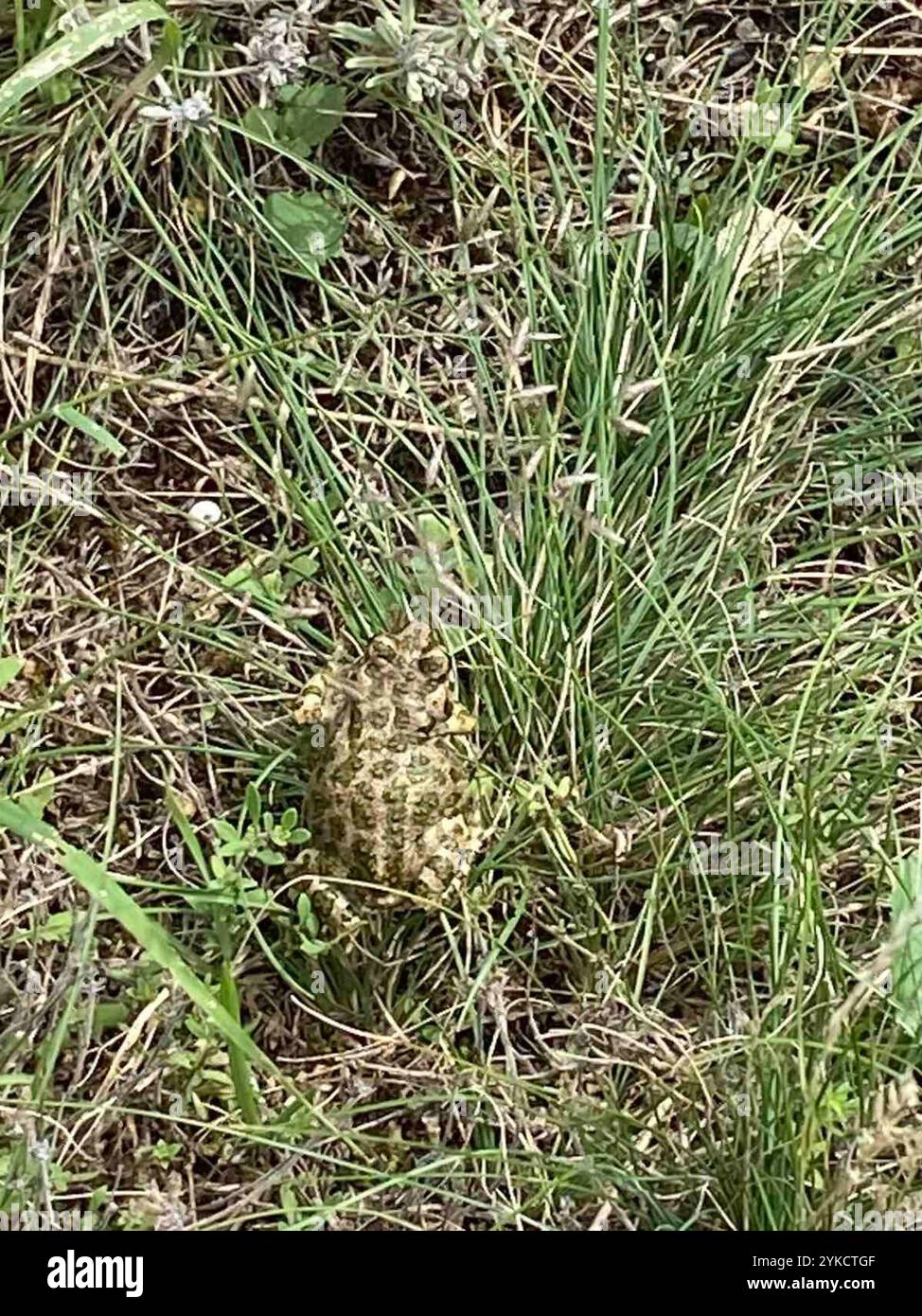 European Green Toad (Bufotes viridis viridis Stock Photo - Alamy