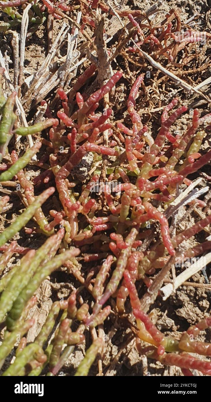 Jointed glasswort hi-res stock photography and images - Alamy