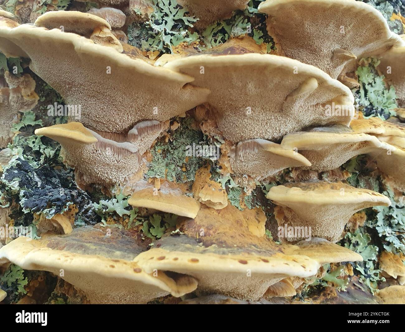 Alder Bracket (Mensularia radiata Stock Photo - Alamy