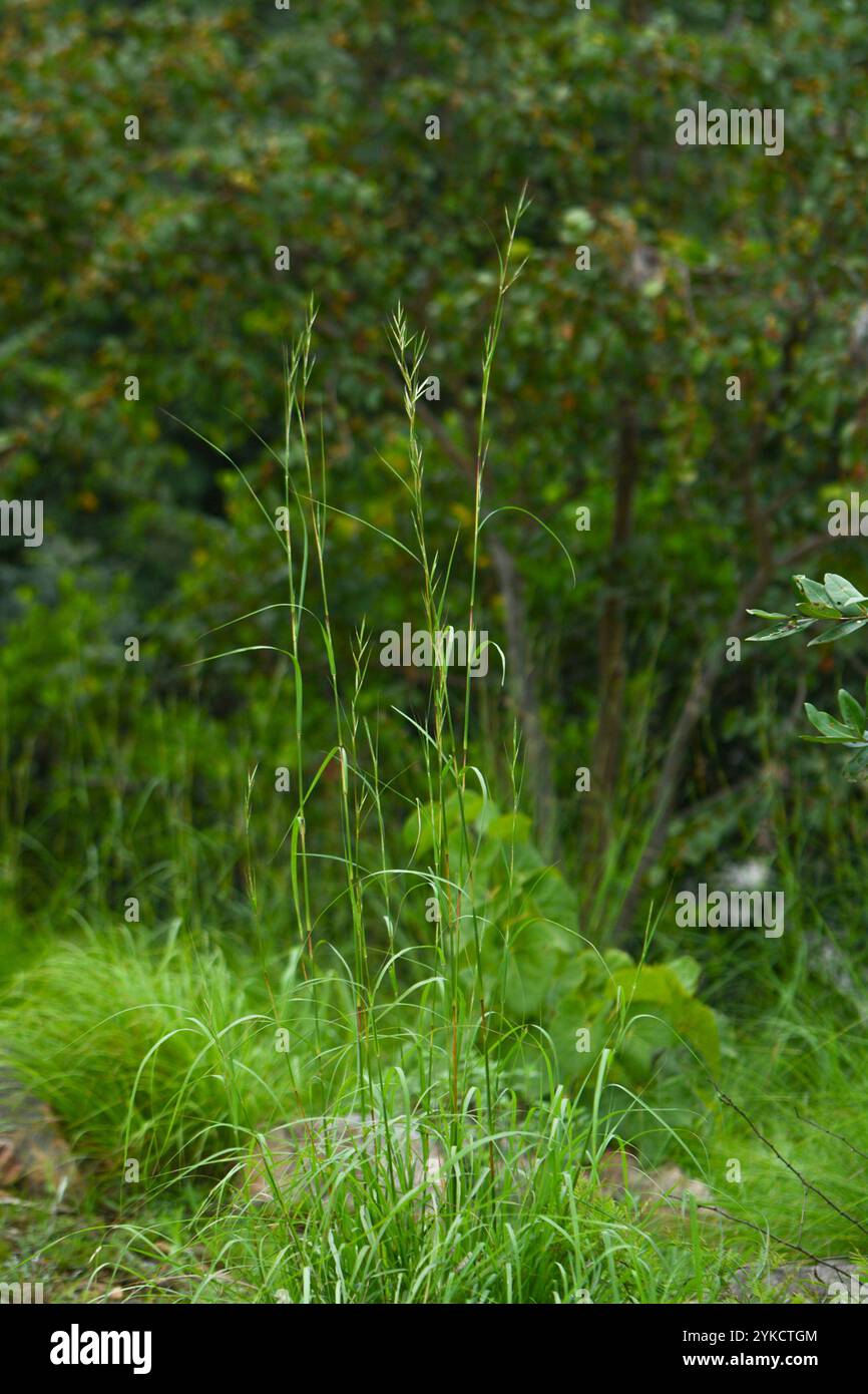 Broad-leaved Turpentine Grass (Cymbopogon caesius Stock Photo - Alamy