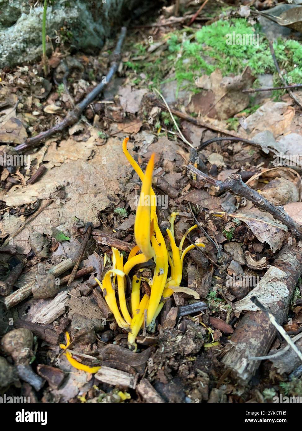 Golden Spindles (Clavulinopsis fusiformis Stock Photo - Alamy