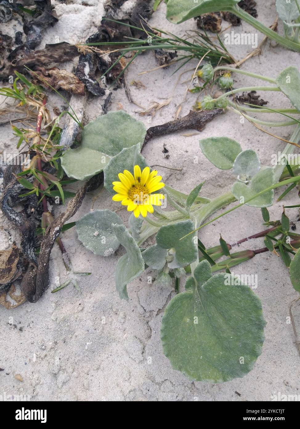 Cape Beach Daisy (Arctotheca populifolia Stock Photo - Alamy