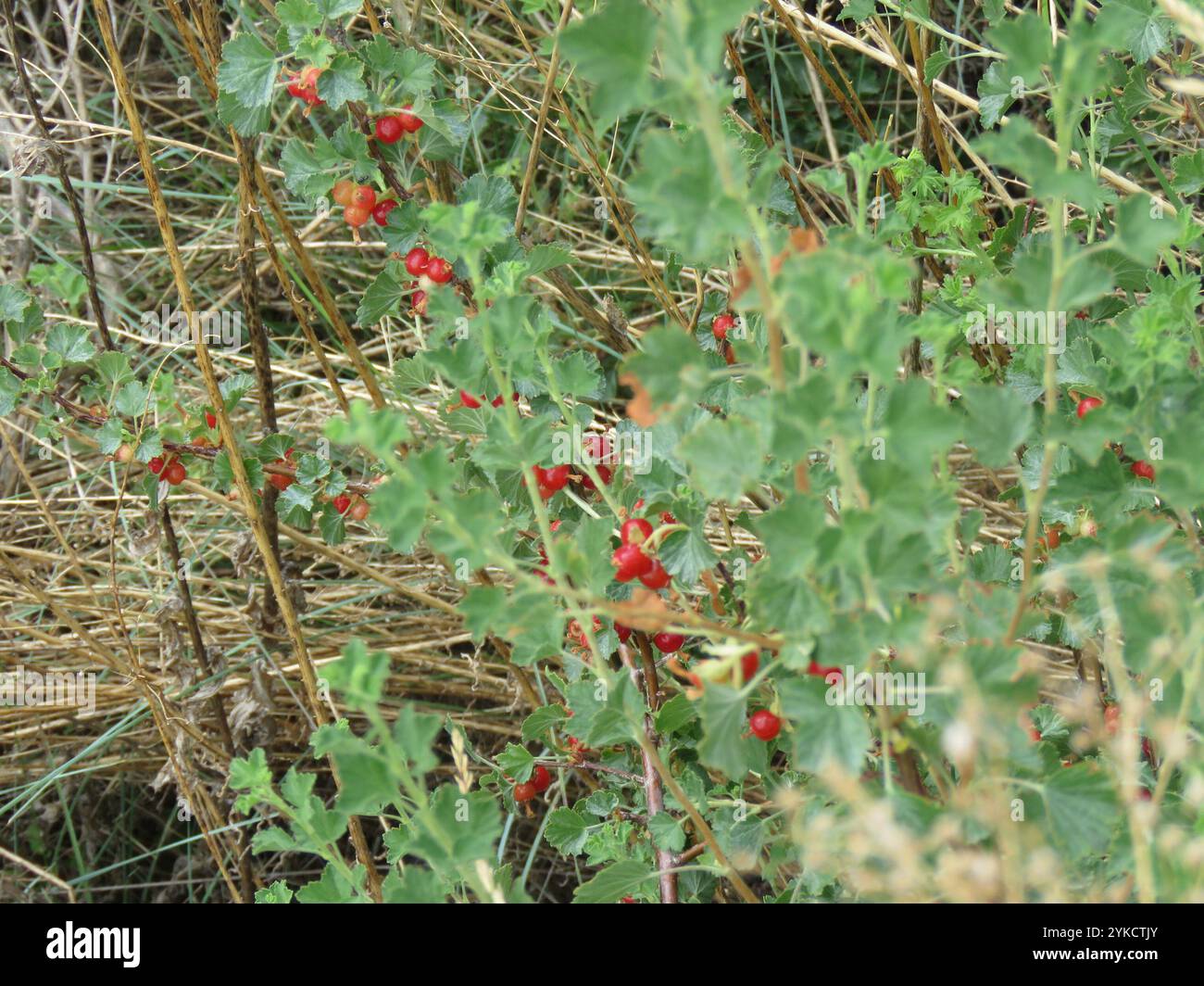 wax currant (Ribes cereum Stock Photo - Alamy