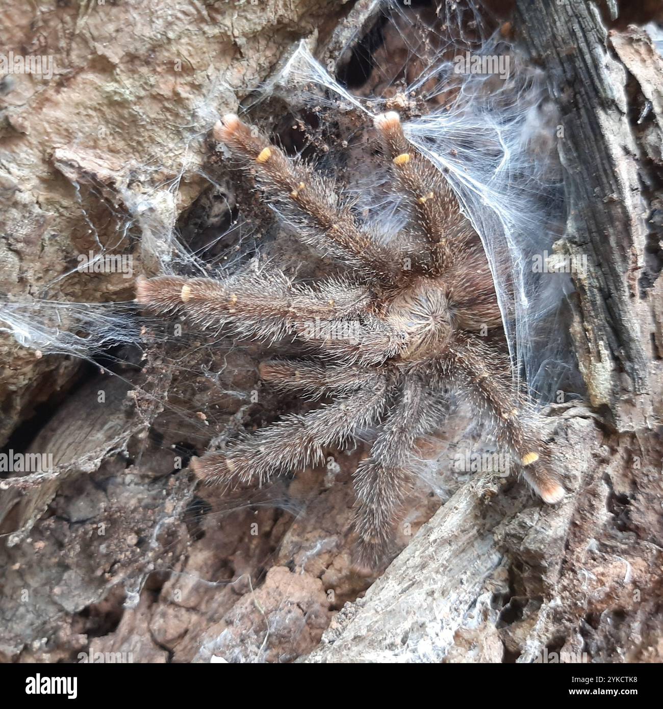 Yellow-banded Pinktoe Tarantula (Avicularia rufa Stock Photo - Alamy