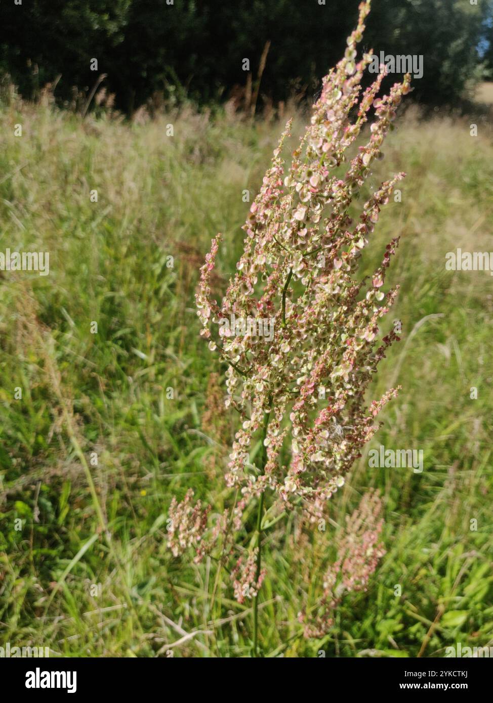 Common Sorrel (Rumex acetosa Stock Photo - Alamy