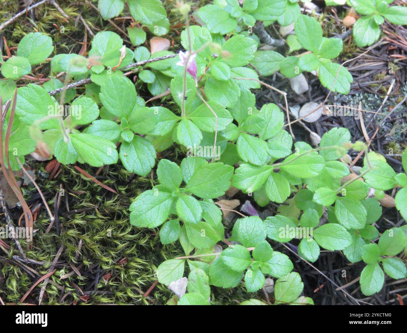 Twinflower (Linnaea borealis Stock Photo - Alamy