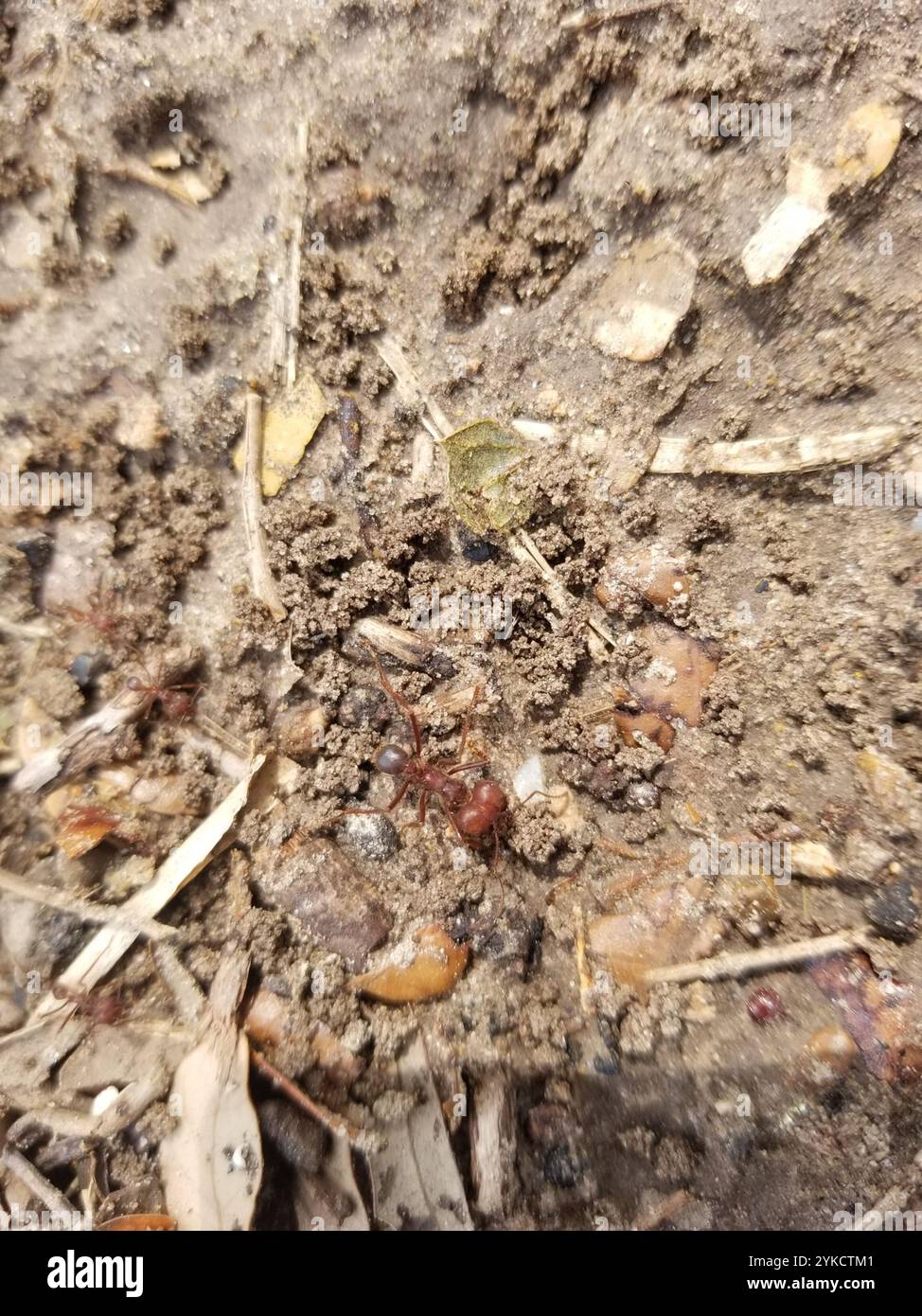 Texas Leafcutter Ant (Atta texana Stock Photo - Alamy