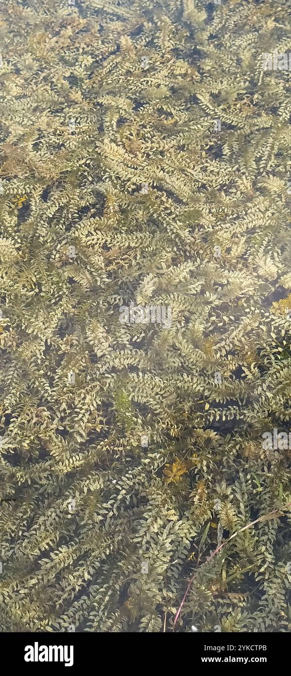 Canadian Waterweed (Elodea canadensis Stock Photo - Alamy