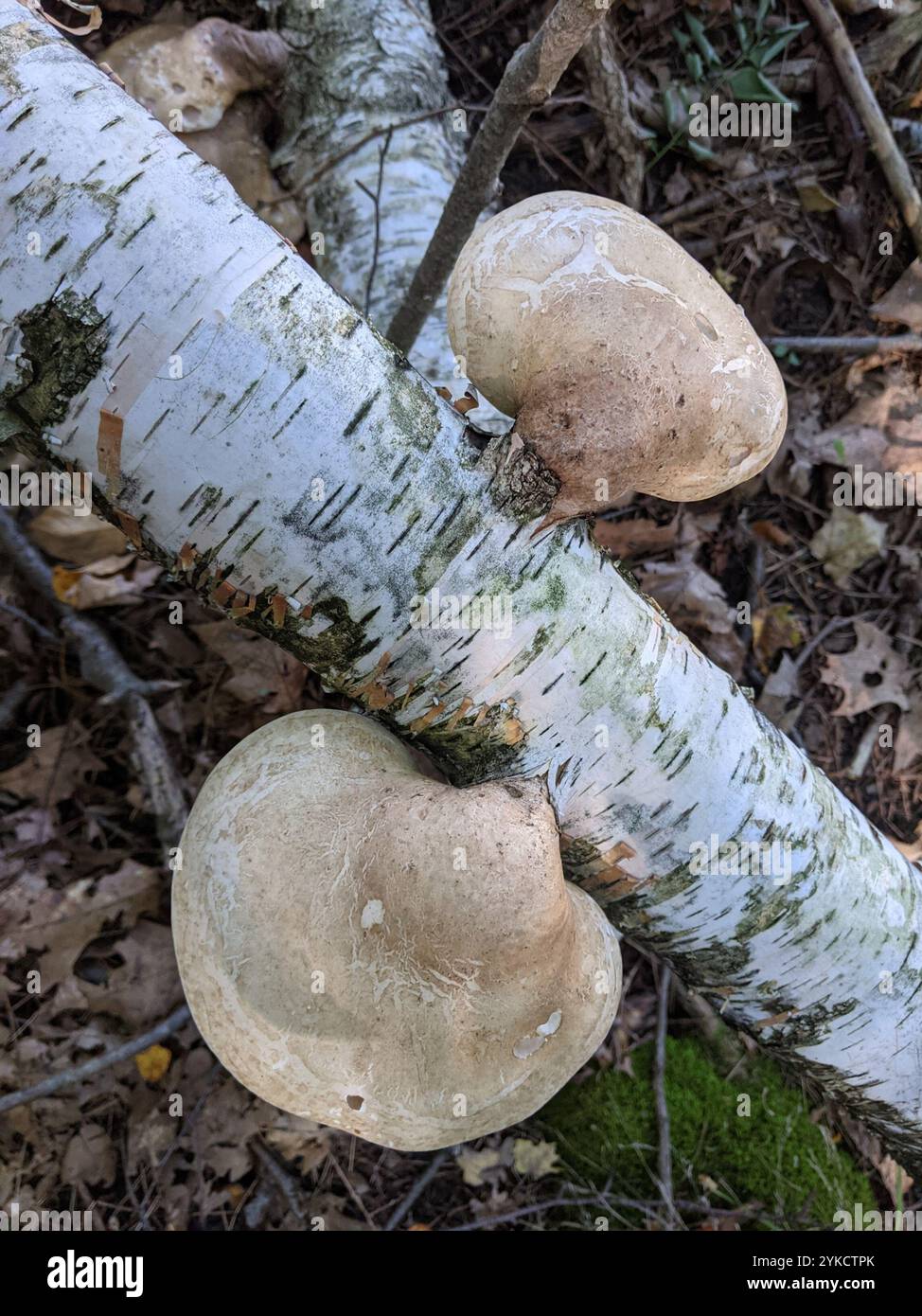 birch polypore (Fomitopsis betulina Stock Photo - Alamy