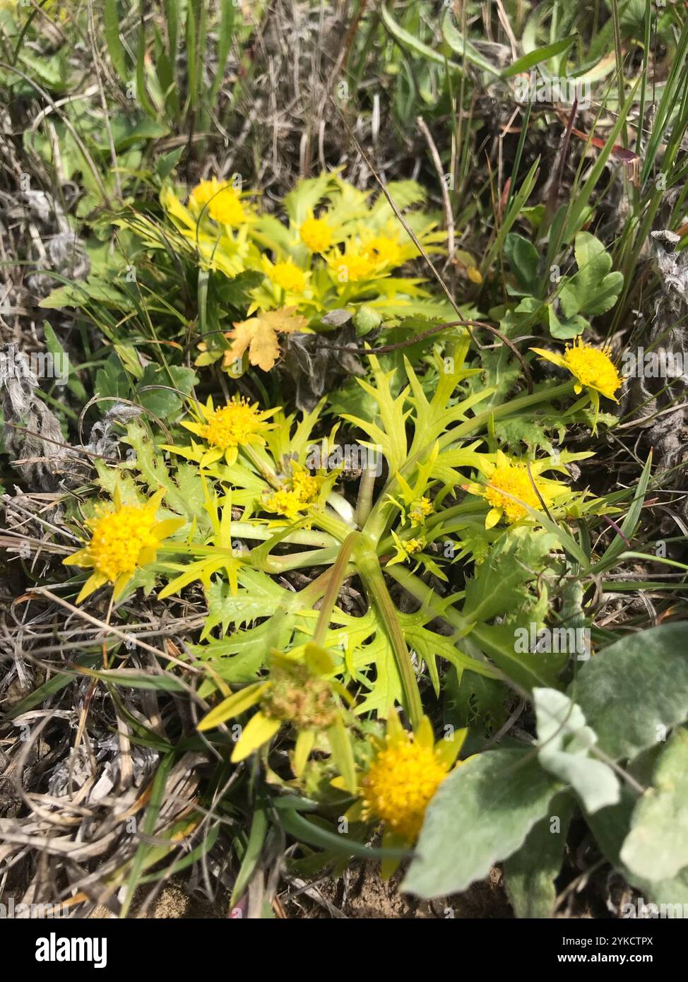 Sanicula arctopoides hi-res stock photography and images - Alamy