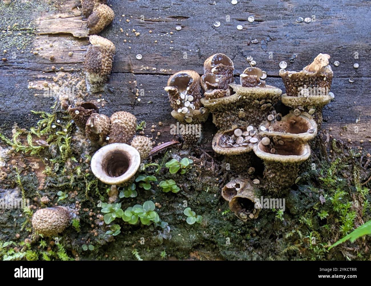 jellied bird's nest fungus (Nidula candida Stock Photo - Alamy