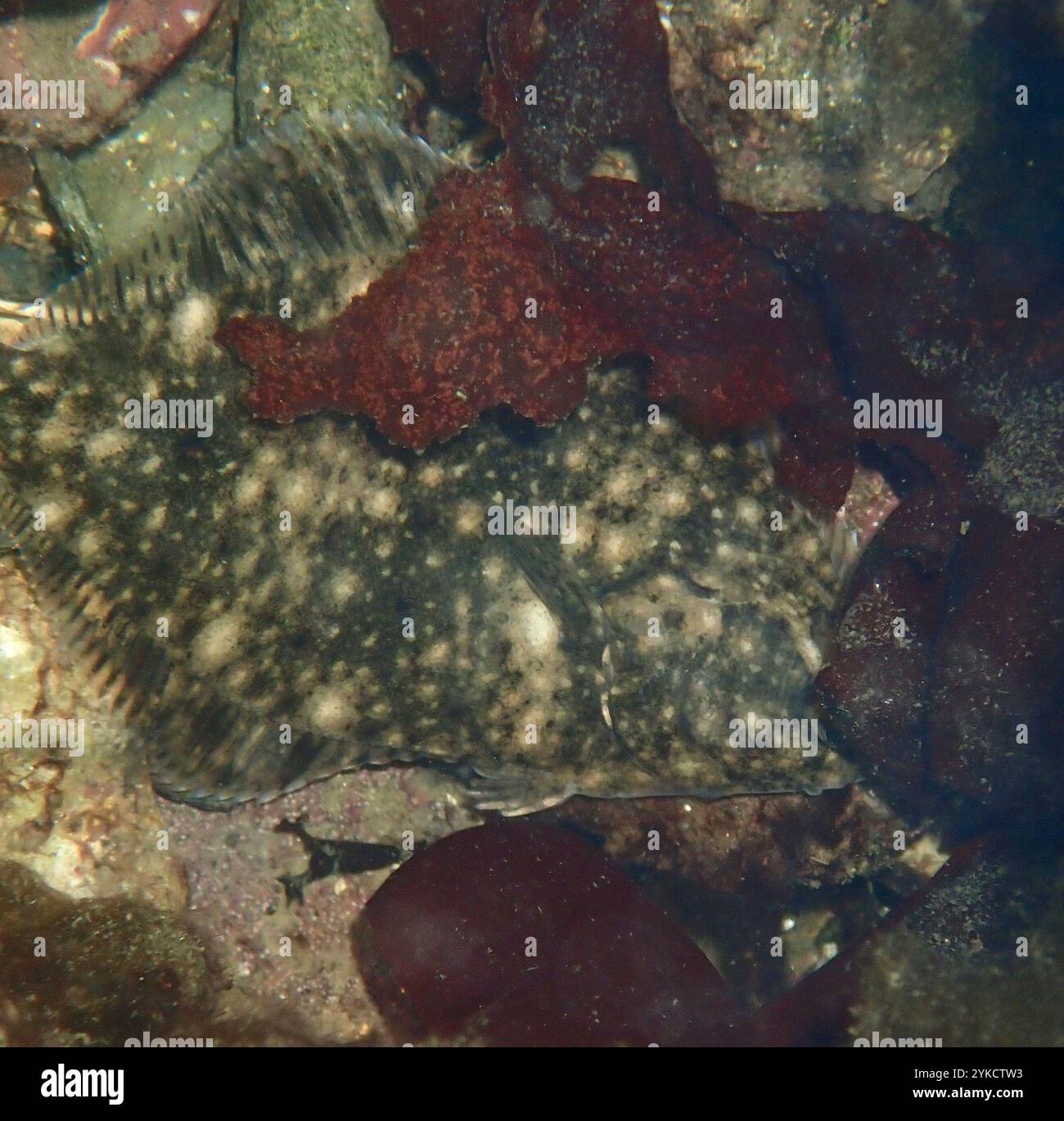 European Flounder (Platichthys flesus Stock Photo - Alamy