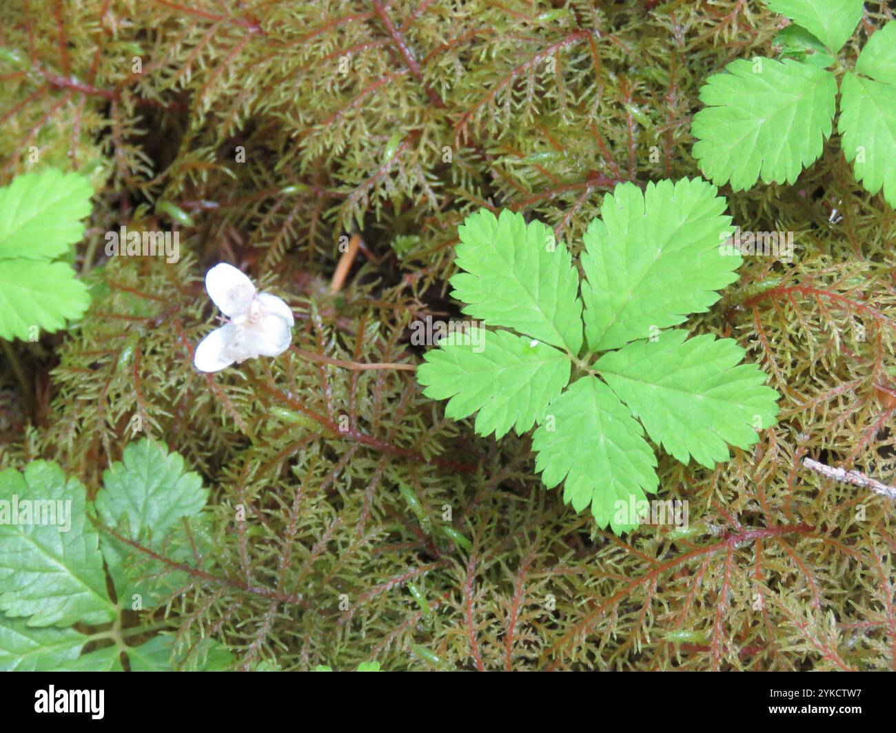 Five-leaf Dwarf Bramble (Rubus pedatus Stock Photo - Alamy