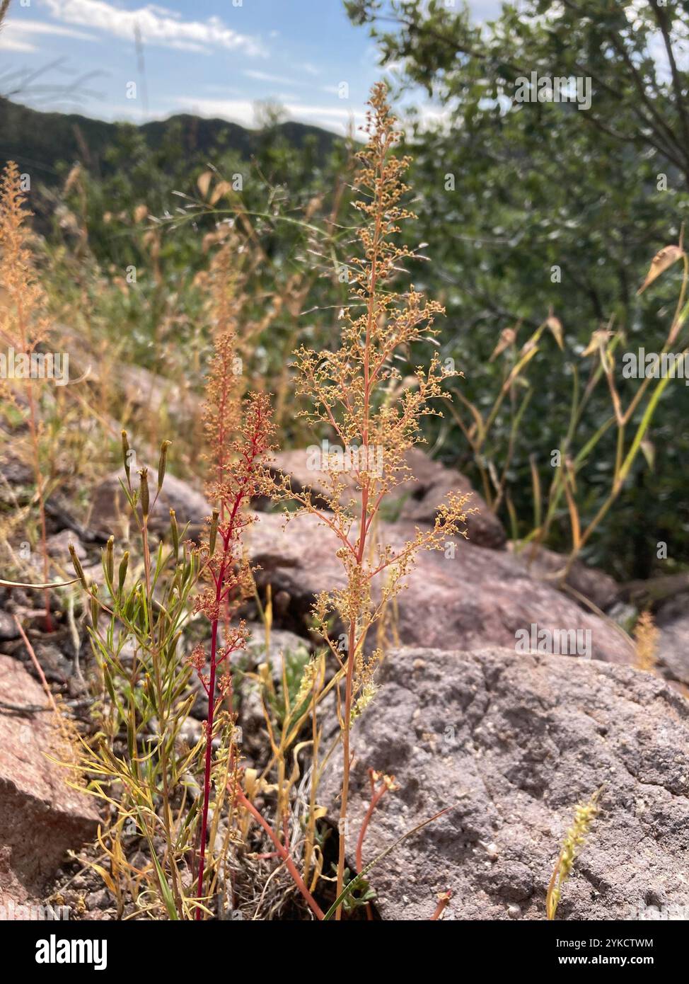 fetid goosefoot (Dysphania graveolens Stock Photo - Alamy