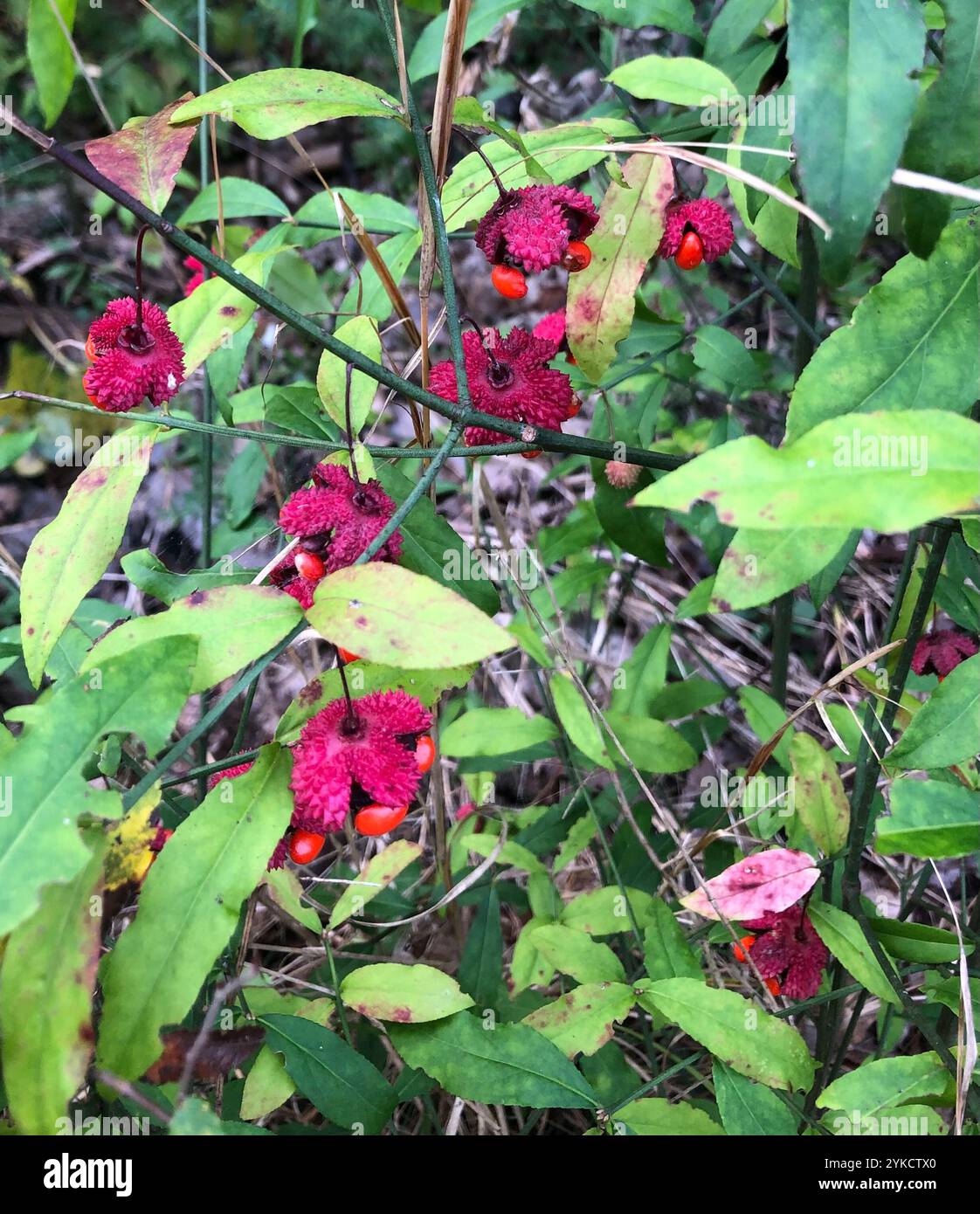 strawberry bush (Euonymus americanus Stock Photo - Alamy
