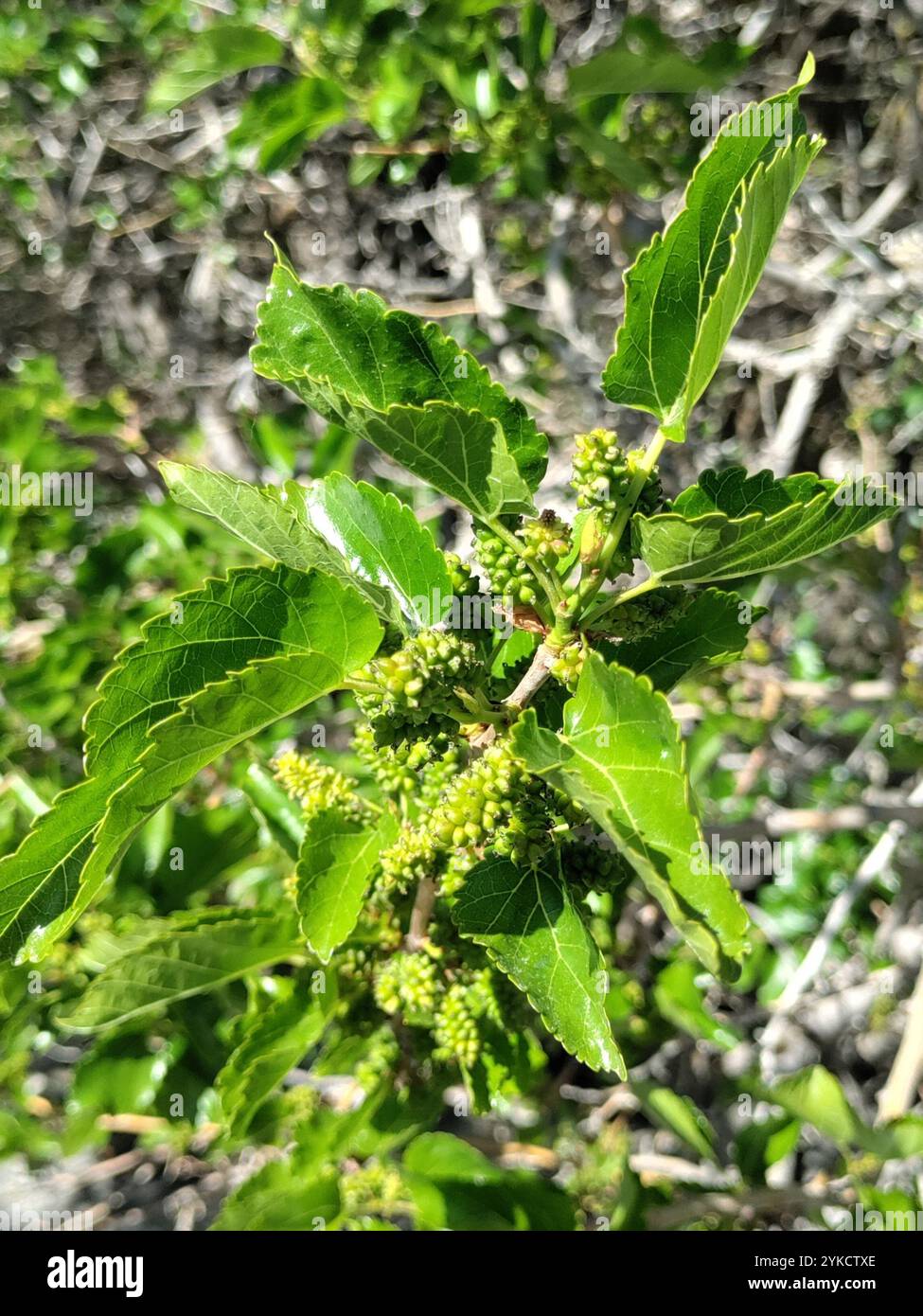 black mulberry (Morus nigra Stock Photo - Alamy