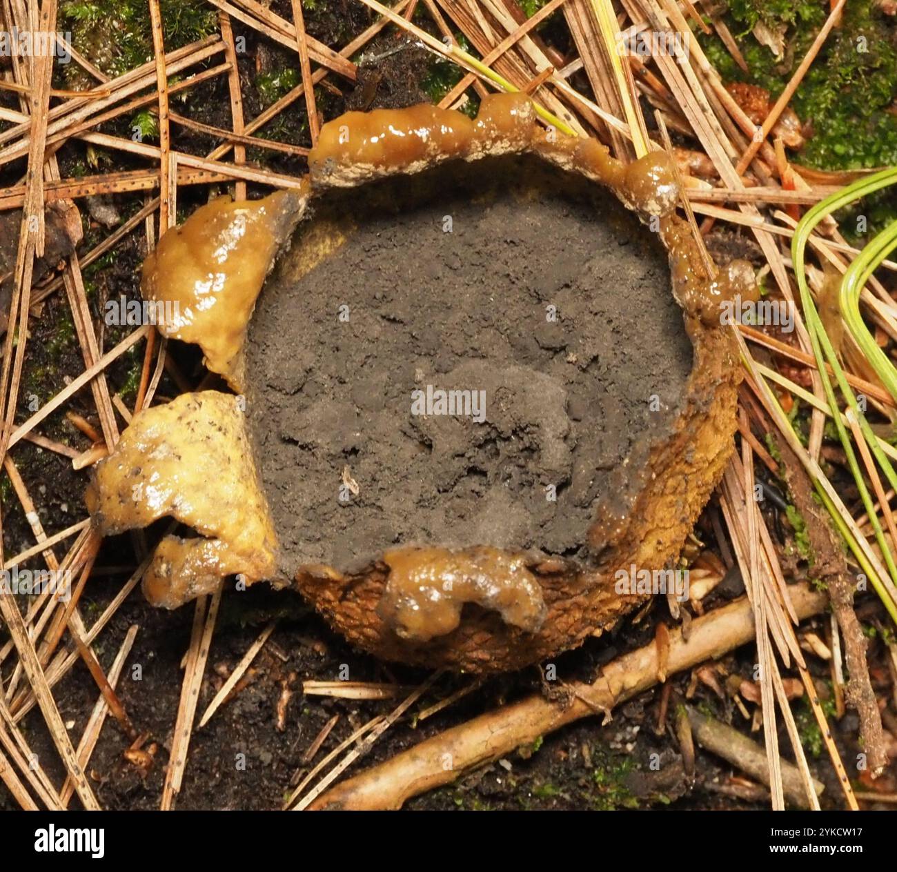 common earthball (Scleroderma citrinum Stock Photo - Alamy