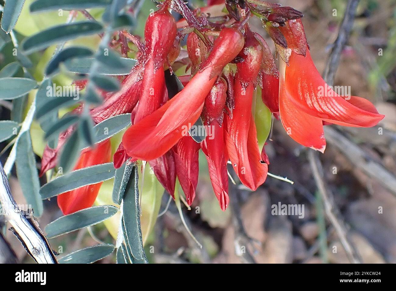 cancer bush (Lessertia frutescens Stock Photo - Alamy