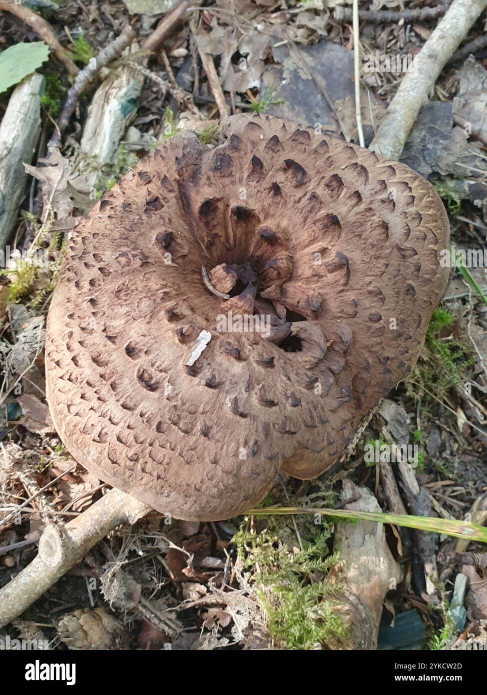 shingled hedgehog (Sarcodon imbricatus Stock Photo - Alamy