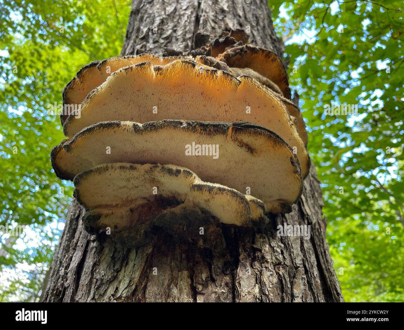 Climacodon septentrionalis hi-res stock photography and images - Alamy
