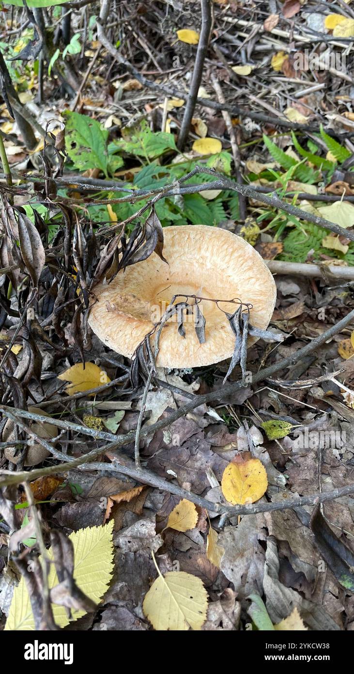 Woolly Milkcap (Lactarius torminosus Stock Photo - Alamy