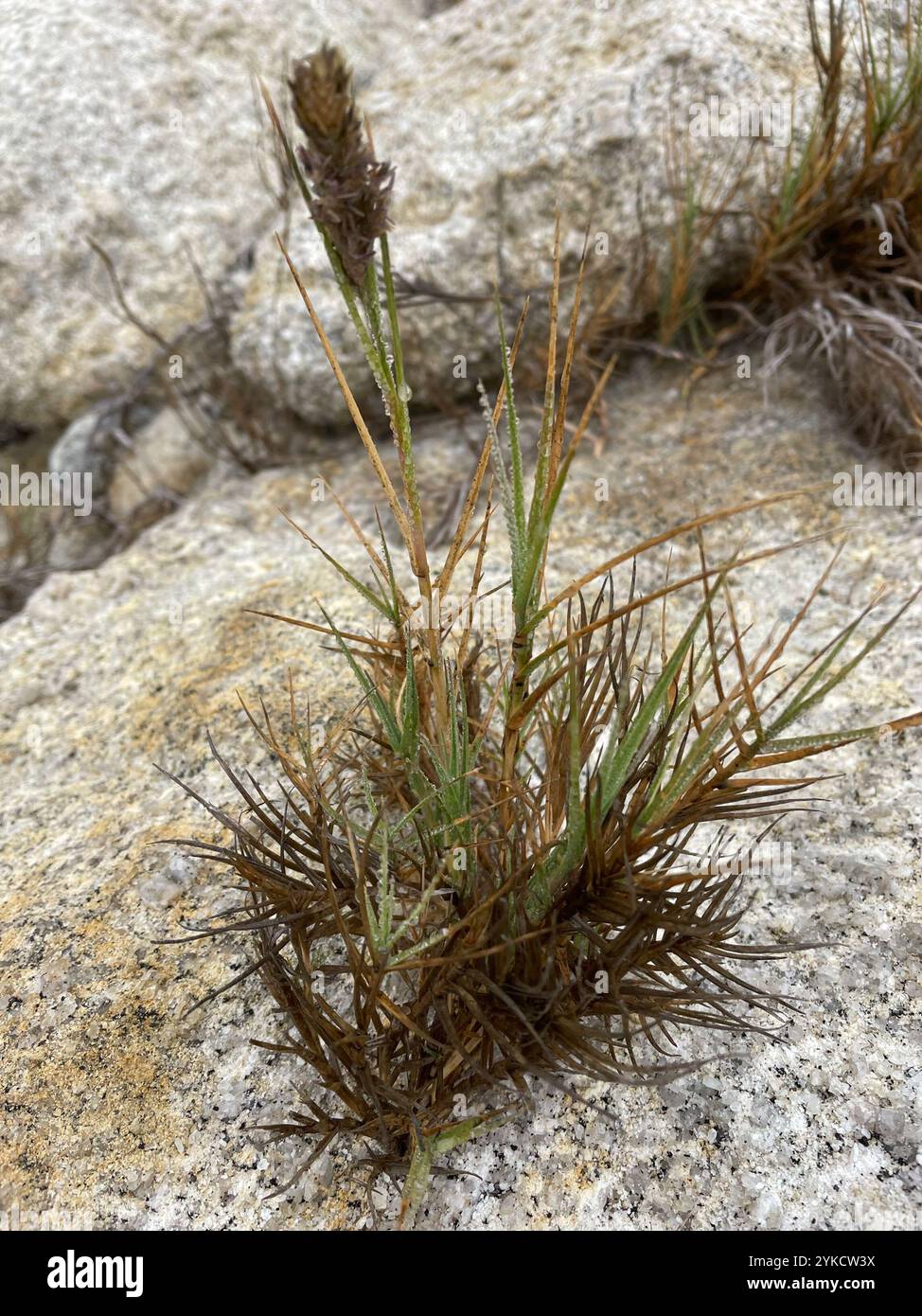 Saltgrass (Distichlis spicata Stock Photo - Alamy