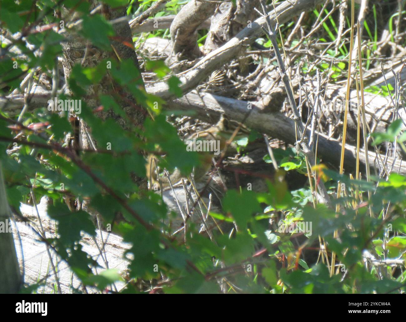 Western Chipmunks (Neotamias Stock Photo - Alamy
