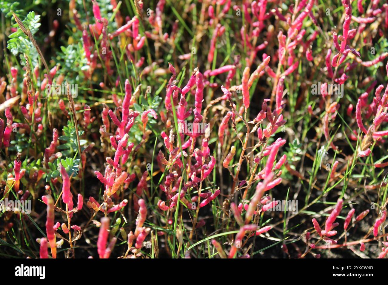 Common Glasswort (Salicornia europaea Stock Photo - Alamy