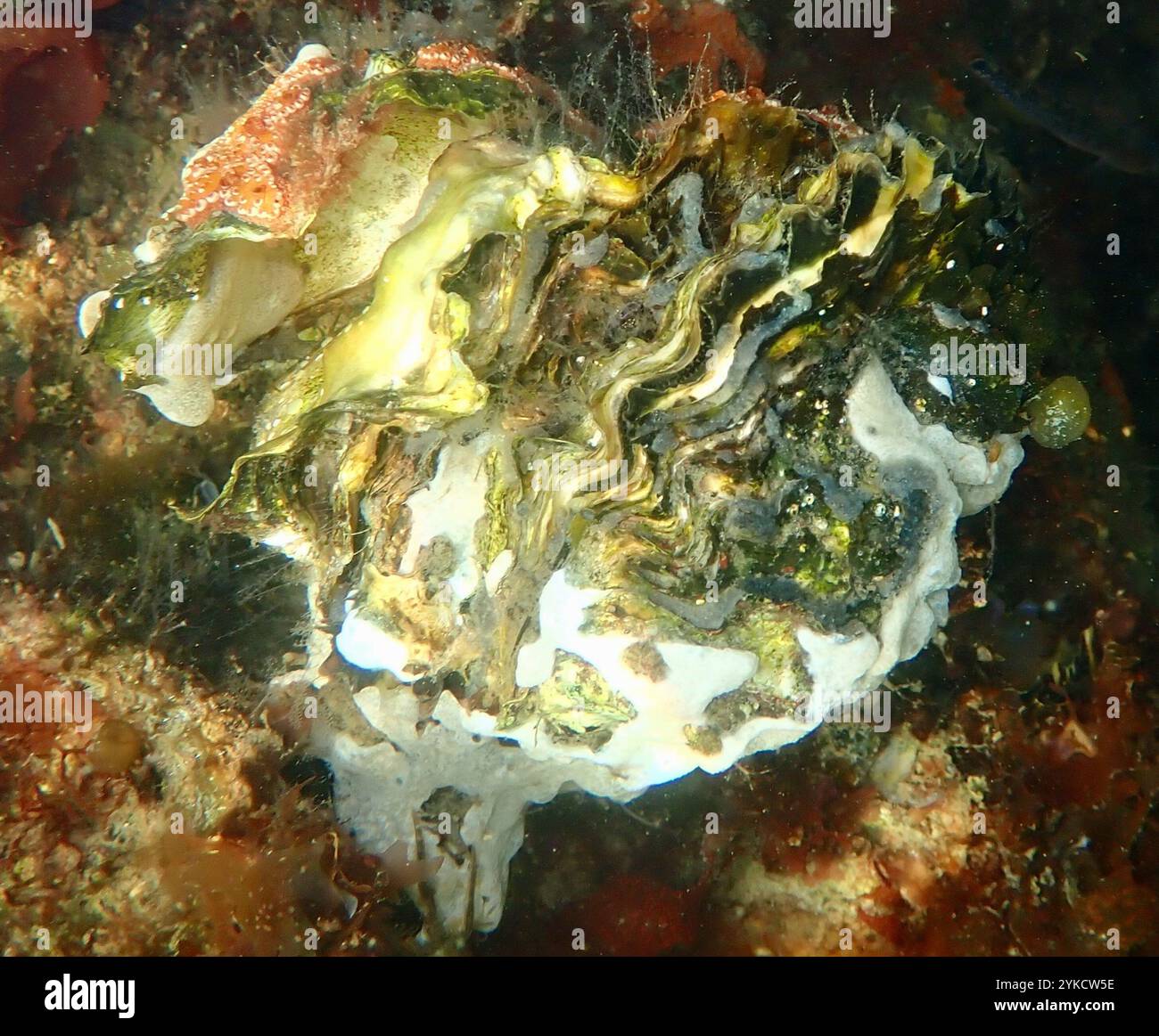 Pacific Oyster (Magallana gigas Stock Photo - Alamy