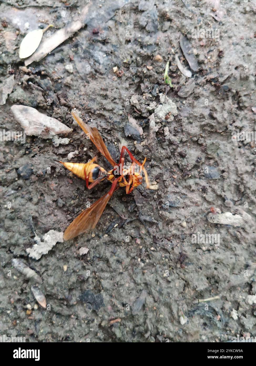 Executioner Wasp (Polistes carnifex Stock Photo - Alamy