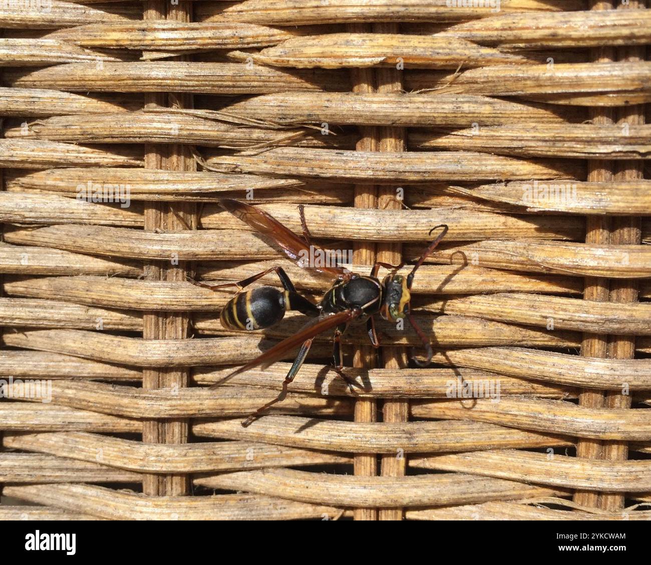 Western Paper Wasp (Mischocyttarus flavitarsis Stock Photo - Alamy