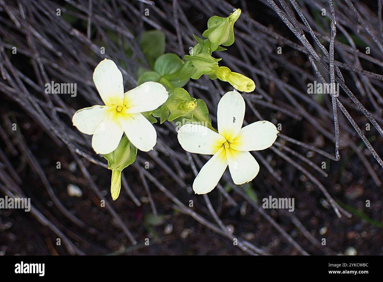 Common Yellowwort (Sebaea exacoides Stock Photo - Alamy