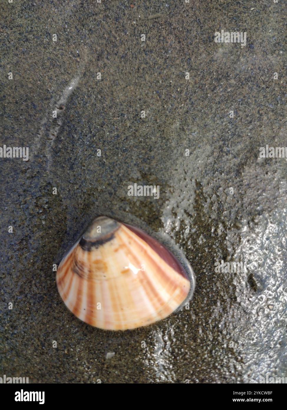 Japanese Hard Clam (Meretrix lusoria Stock Photo - Alamy